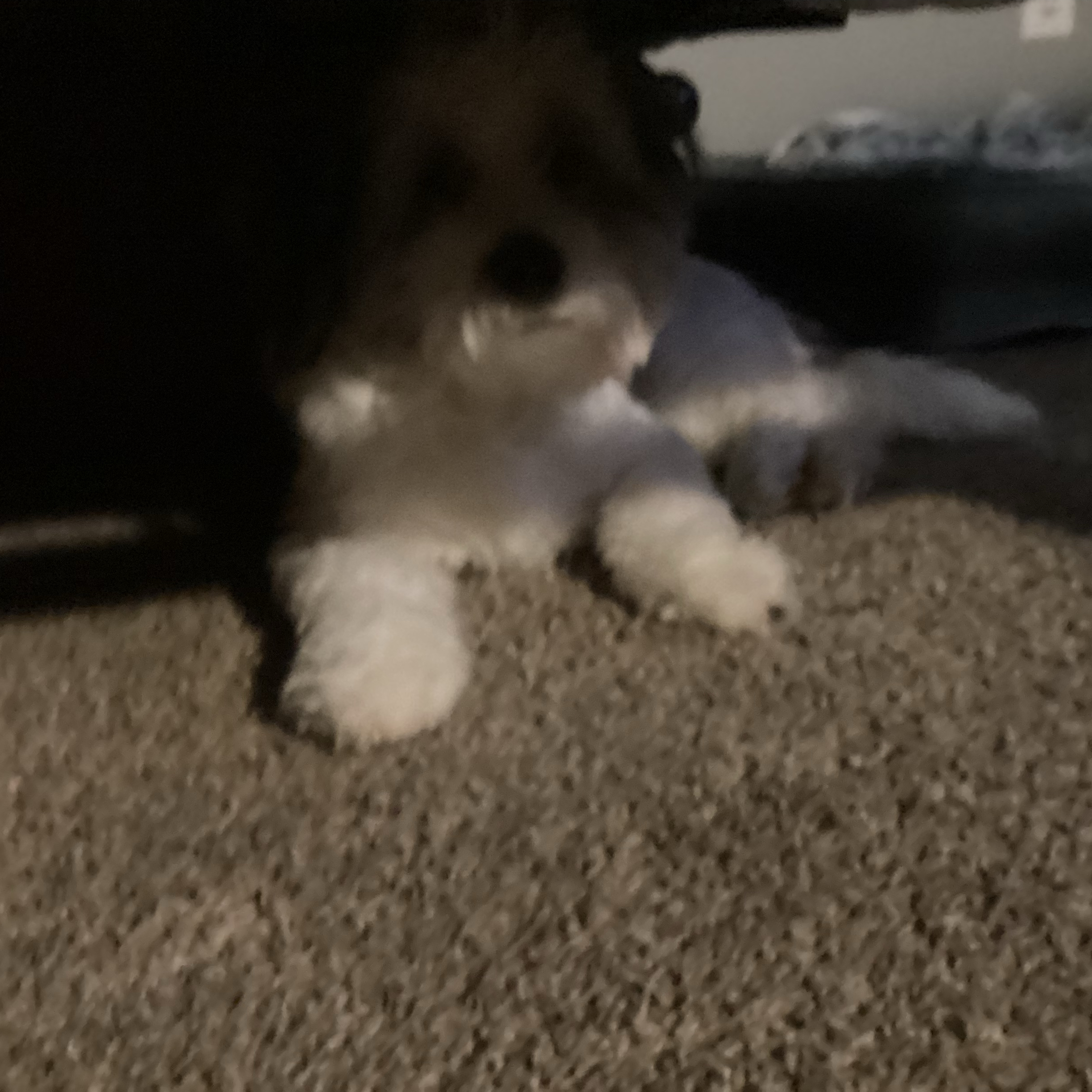 Talkie Profile Alice (FPE) | Talkie AI