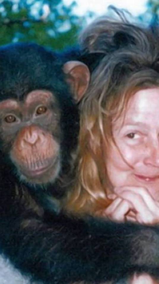 Chat with Travis the chimp - Enjoy Free AI Character Voice Chat | Talkie AI