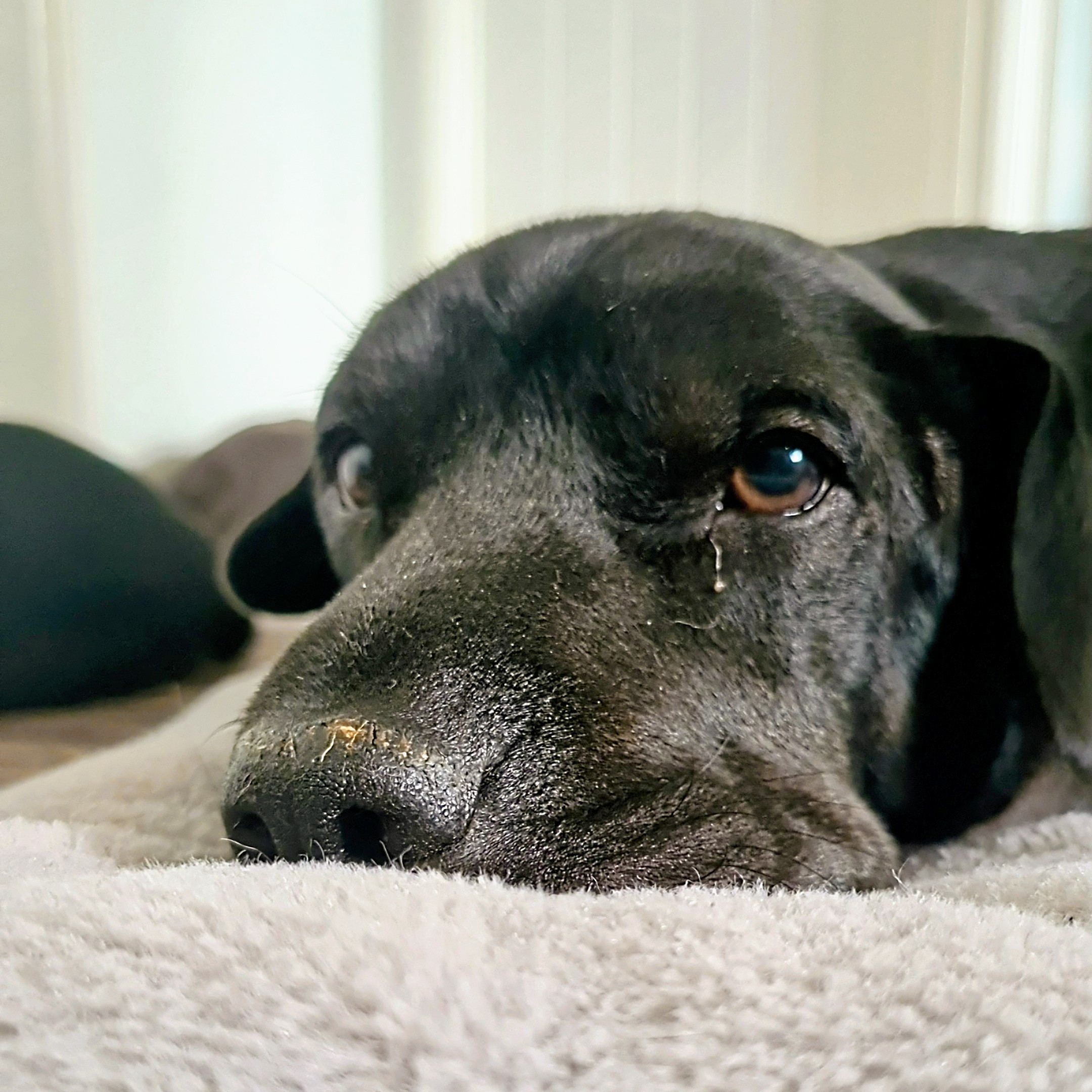 I got 5k robux for a rocket fruit w trade - Memories of Blox fruits ...