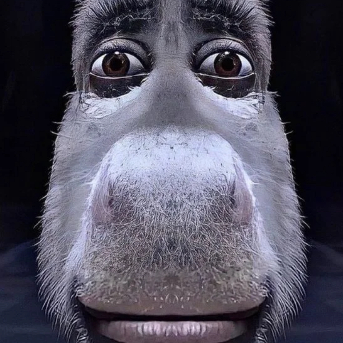 Talkie Profile Miss Circle Cat | Talkie AI | FPE