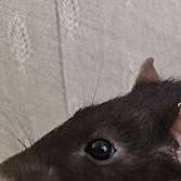 Talkie Profile sus rat | Talkie AI