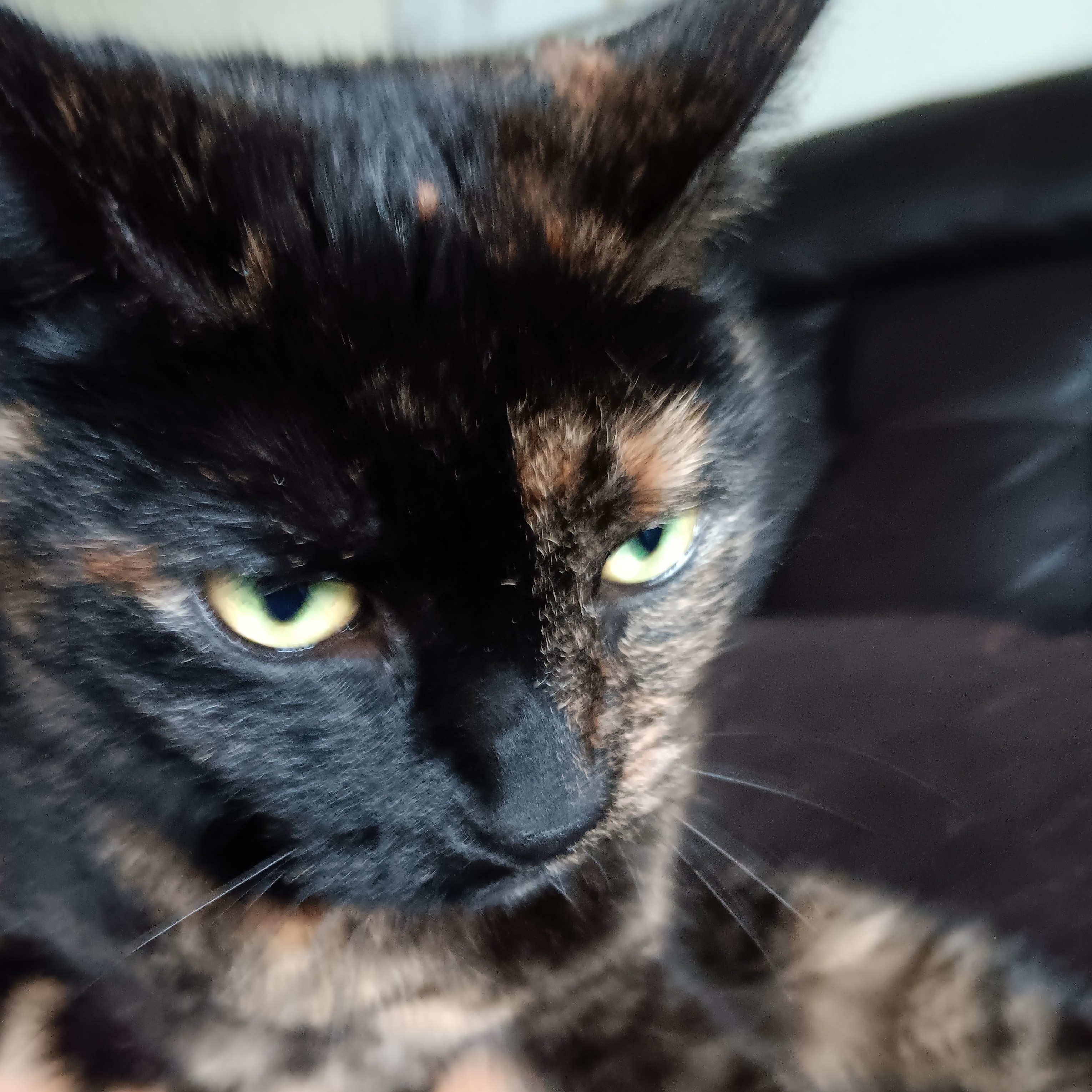 LOL - Memories of Eagle Meme🦅🦅🦅 | Talkie AI