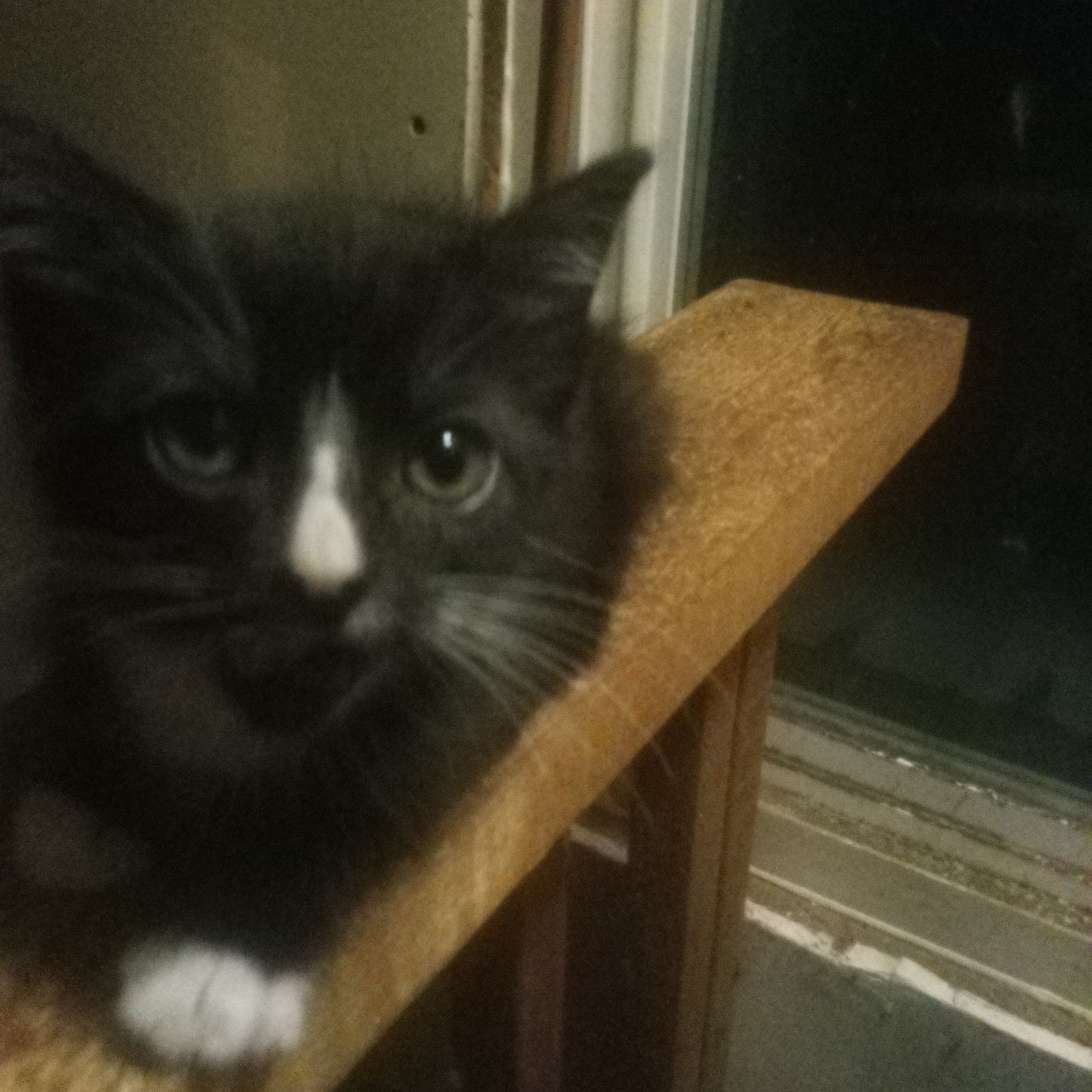 Talkie Profile Clucker | Talkie AI