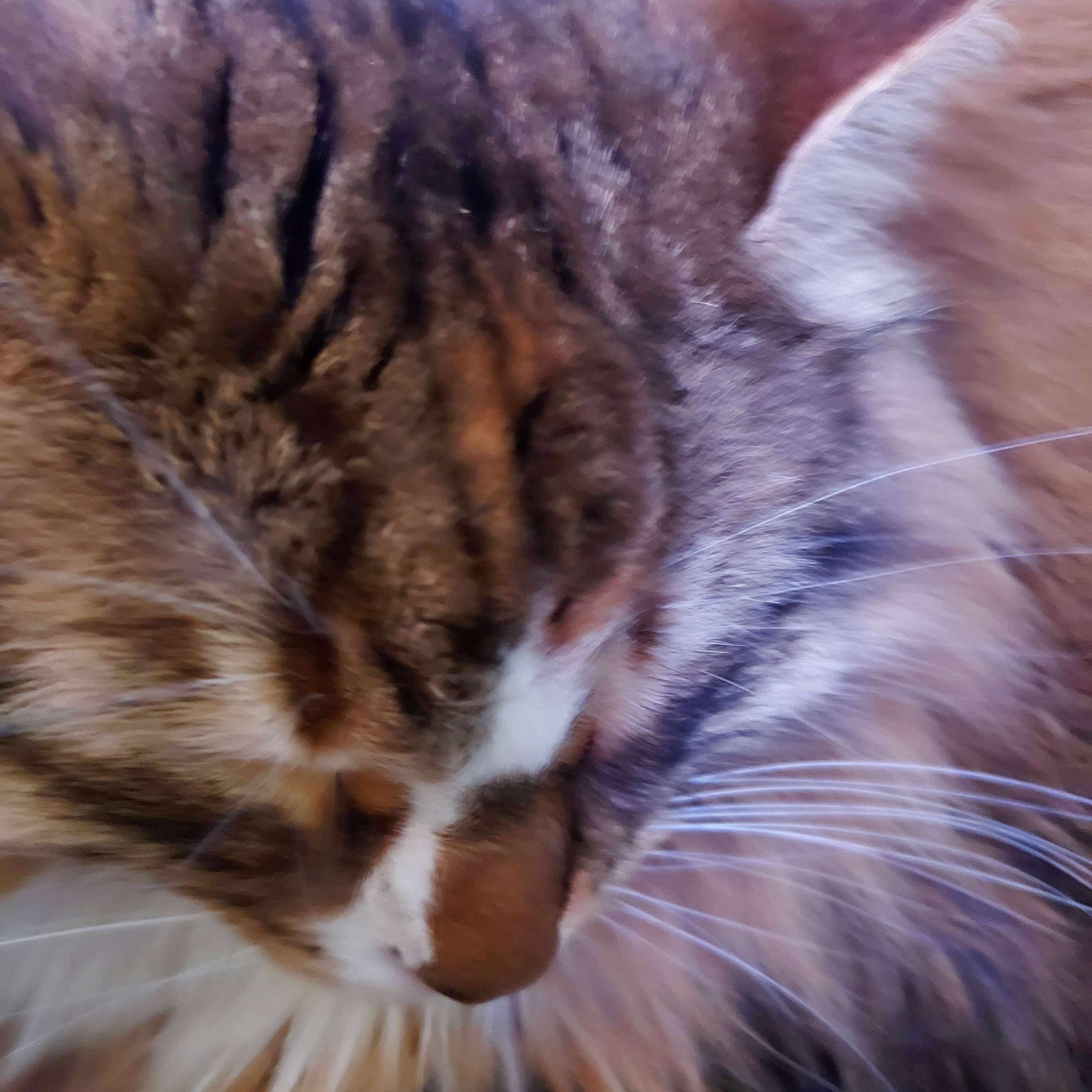 Talkie Profile MHA war | Talkie AI