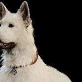 Talkie Profile Scratch (BG3) | Talkie AI | BG3