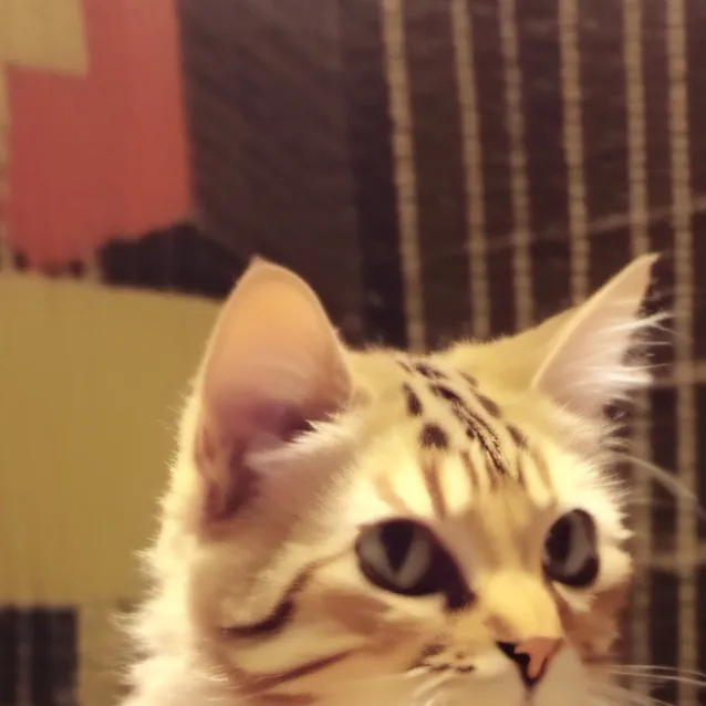 Chat with Chipi chapa cat - text or voice, Enjoy AI Chat Free & Safe